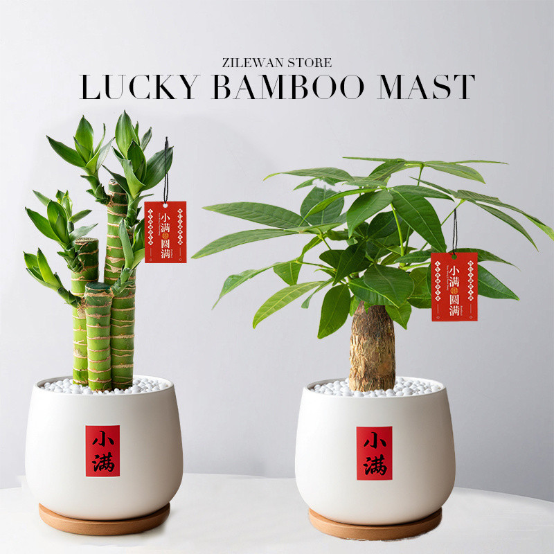 [Elegant and graceful]Money Tree Lucky Bamboo Step-by-Step Indoor ...