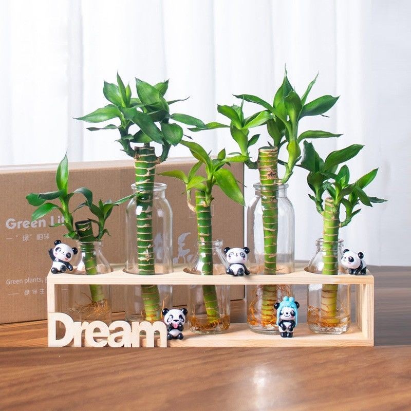 Lucky Bamboo Hydroponic Plant Desk Creative Flower Green Radish Office ...