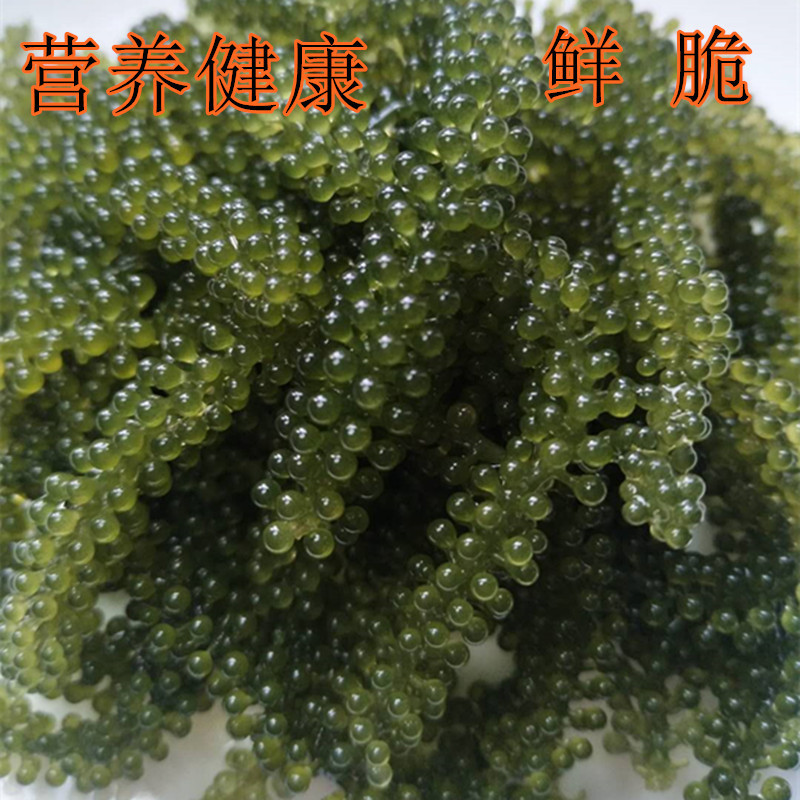 [Buy Two Get One Free]Salted Sea Grapes Ready-to-Eat Wild Fresh Roe ...