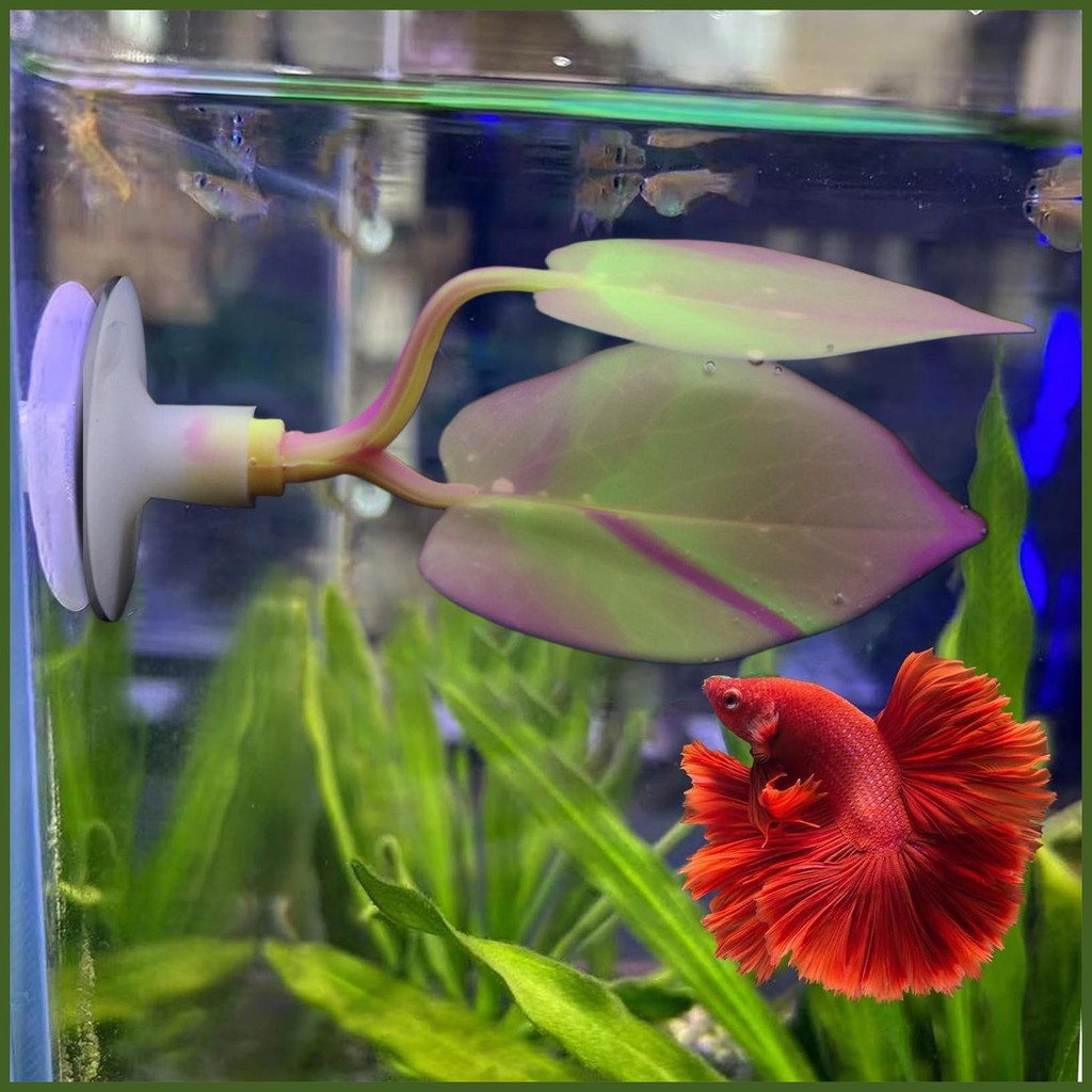 Betta Leaves for Fish Tank Fish Spawning Grounds Breeding Resting Bed ...