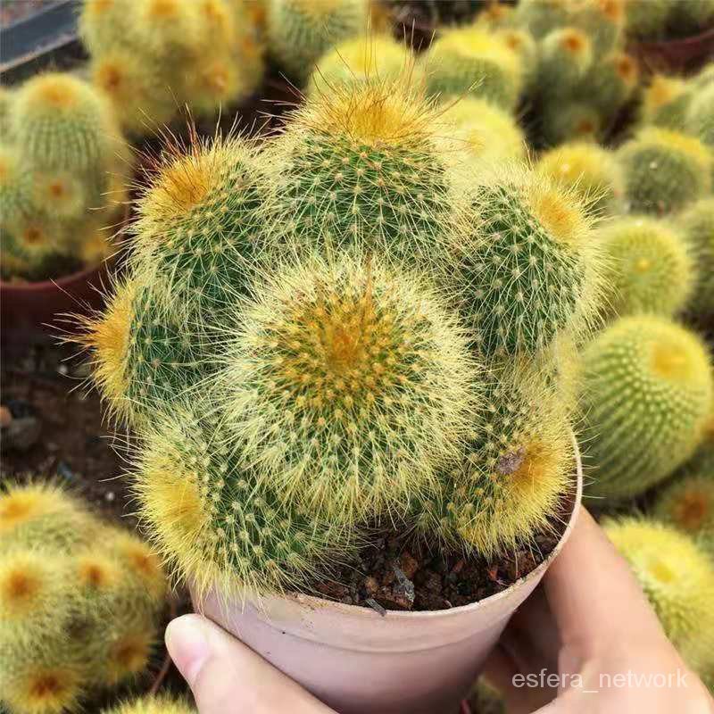 Succulents Cactus Palm Stick Golden Monkey Gold Finger Multi-Head ...