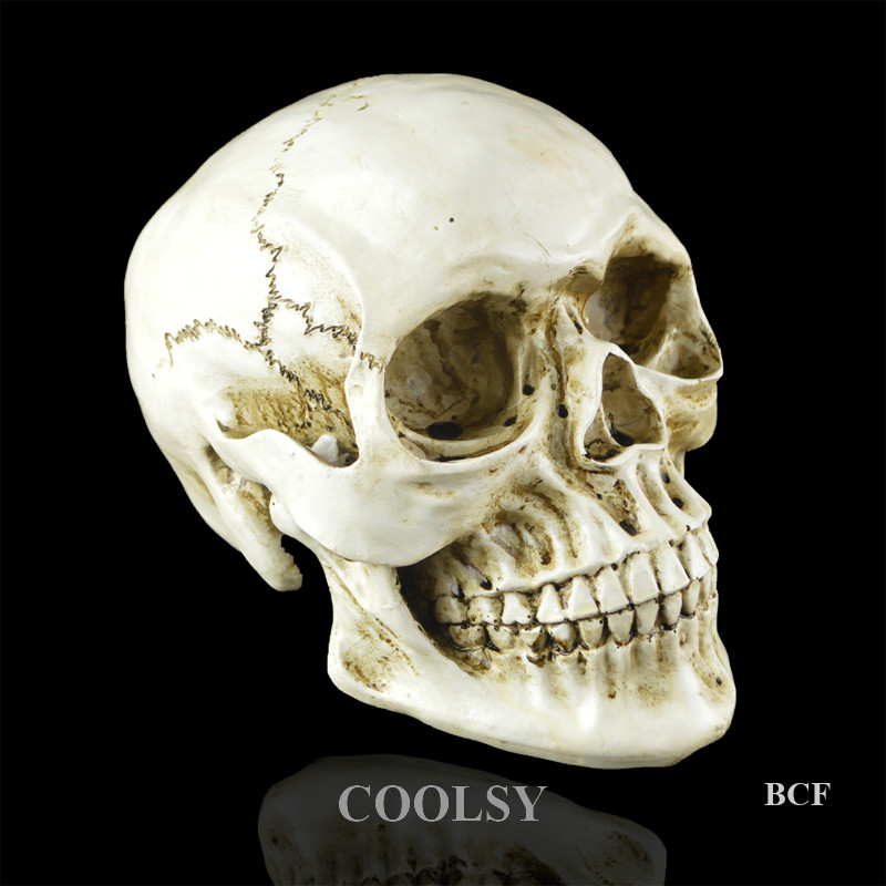 COOLSY Human Resin Skull Medical Model Party Prop Replica Cranium Bar ...