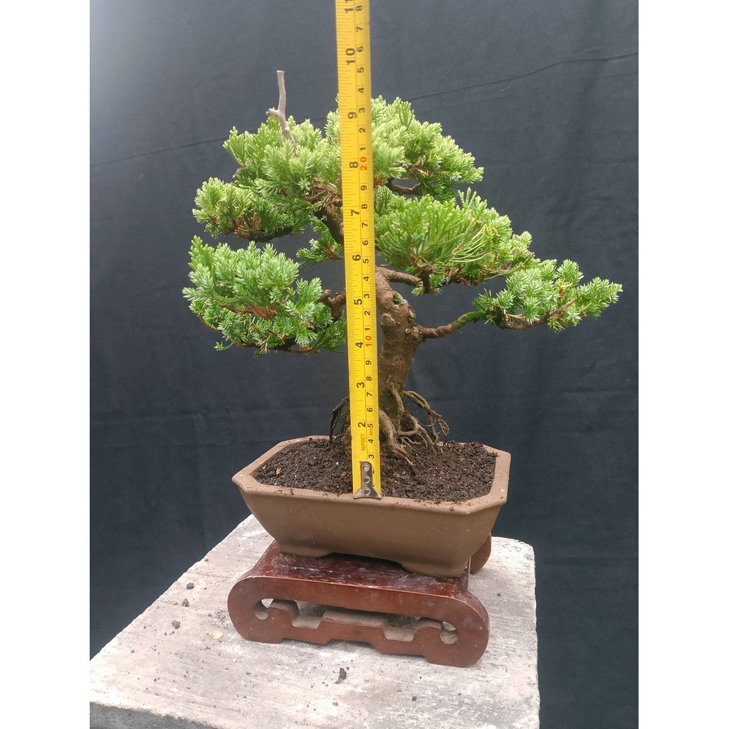 Sindo - Original Juniperus Sinensis Bonsai The Ultimate Guide Live ...