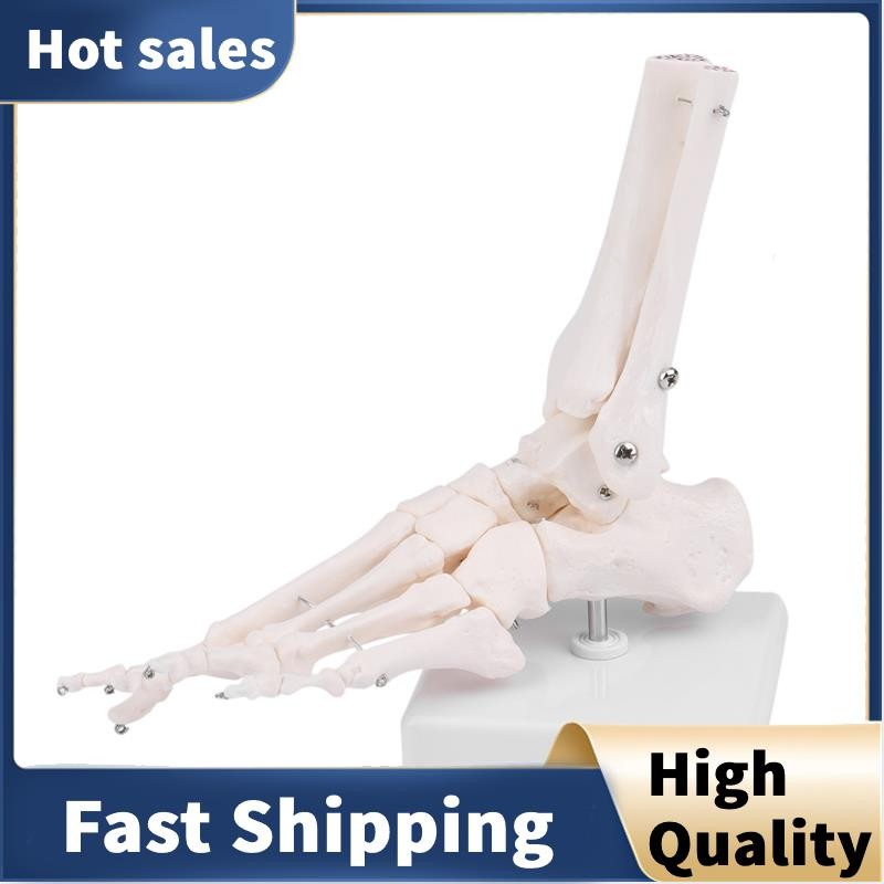 Human Skeleton Foot Anatomy Model Foot and Ankle with Shank Bone ...