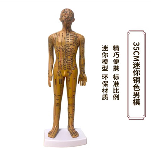Human Body Model Traditional Chinese Medicine Acupuncture Acupoint Map ...