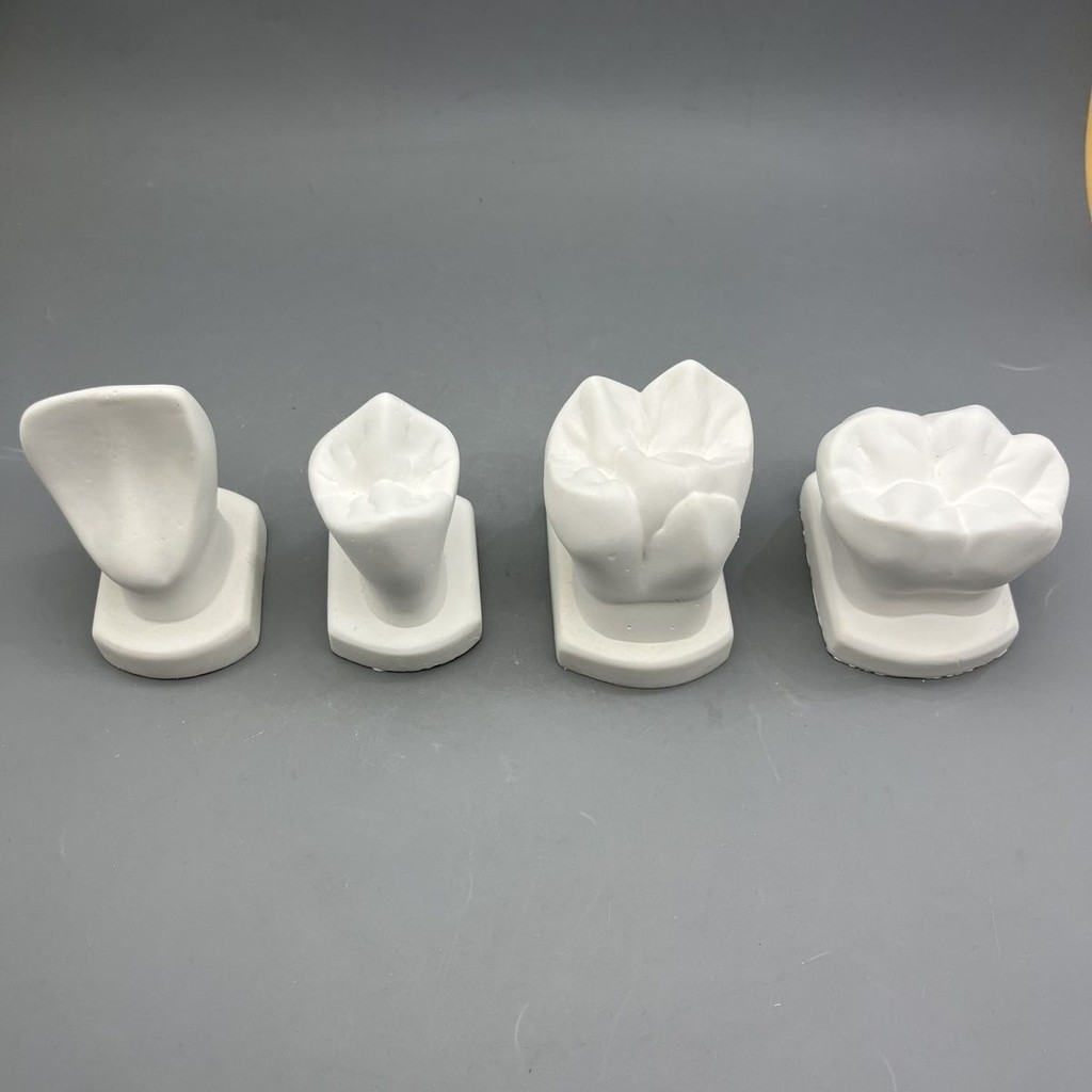 Dental 6 Times Magnification Gypsum Model Making Gypsum Tooth Mold ...
