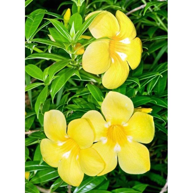 Flower Cutting Allemanda Cathartica Yellow common allamanda | Shopee ...