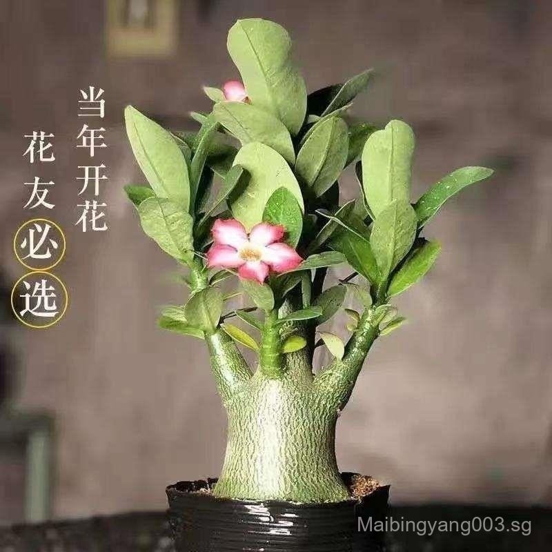 clearance sale Adenium Obesum Flowers Four Seasons Flowers Colorful ...