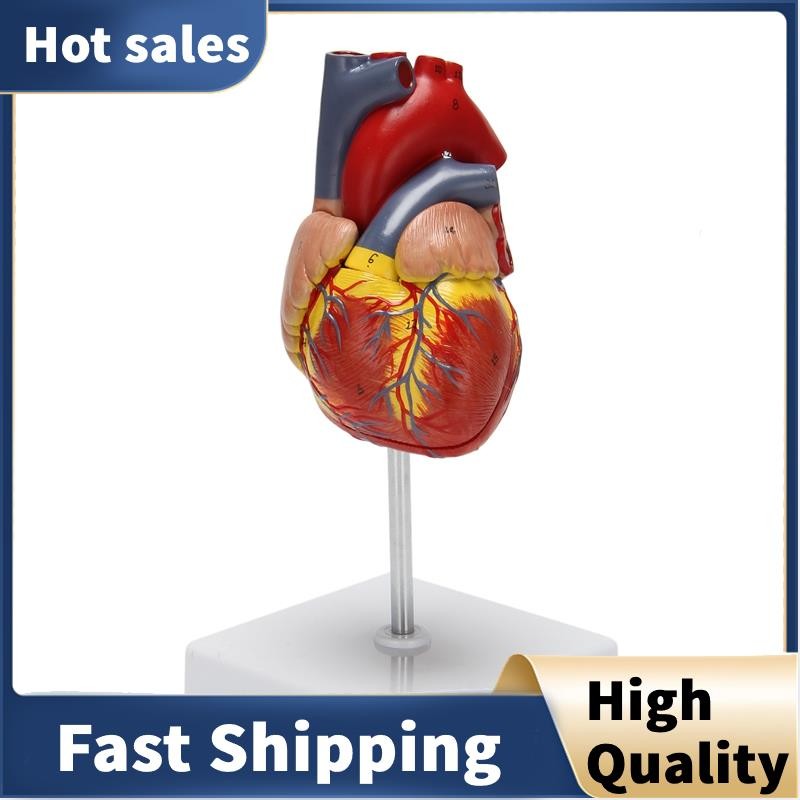 1: 1 Human Heart Model, Anatomically Accurate Heart Model Life Size ...