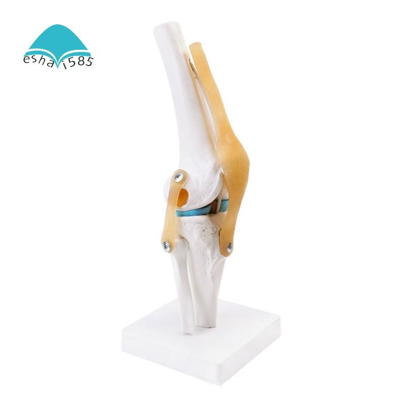 Anatomical Medical Knee Joint with Ligaments Model,Life Size,Orthopedic ...