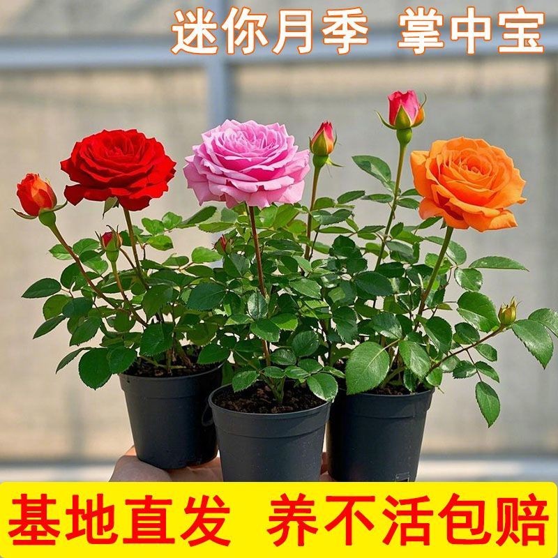 [Shop Hot Sale]Miniature Super Micro Rose Mini Hanae Hime Super Micro ...