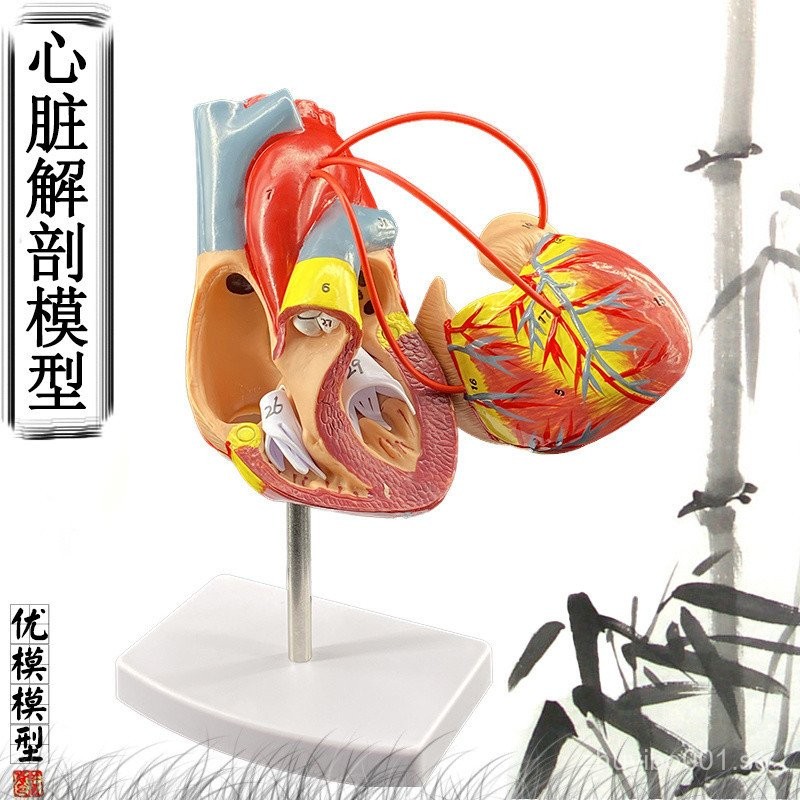 1:1Standard Human Heart Model Anatomy Detachable Teaching Model ...