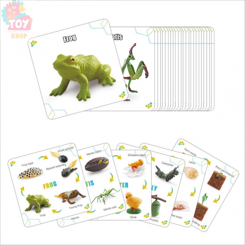 Children Science Education Cognitive Toys Animal Insect Plant Life ...
