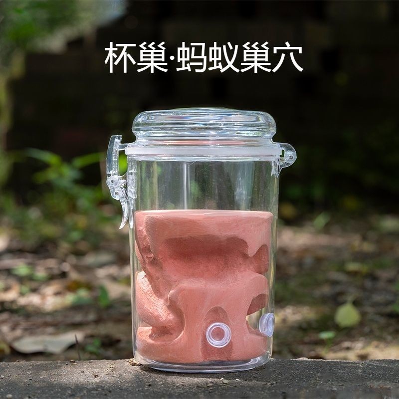 Betta Nest Gypsum Nest Pet Ant Betta Tank Cup Nest Birthday Gift Raise ...