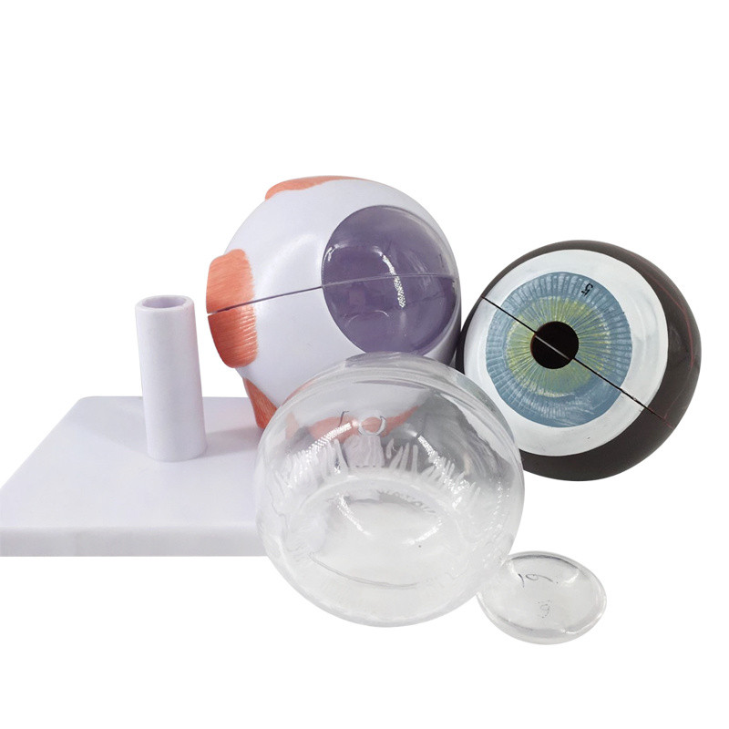 High-End Medical Human Eye Anatomy Model Eye Anatomy Structure Facial ...