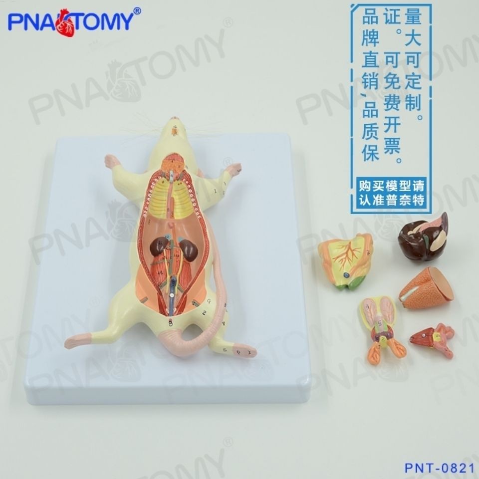 #小白鼠解剖模型老鼠内脏器官构造解剖生物教学实验动物解剖畜牧业,, Little White Mouse Anatomy Model ...