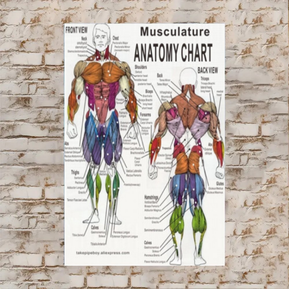 Muscle System Anatomy Poster Chart Human Body Education | Shopee Singapore