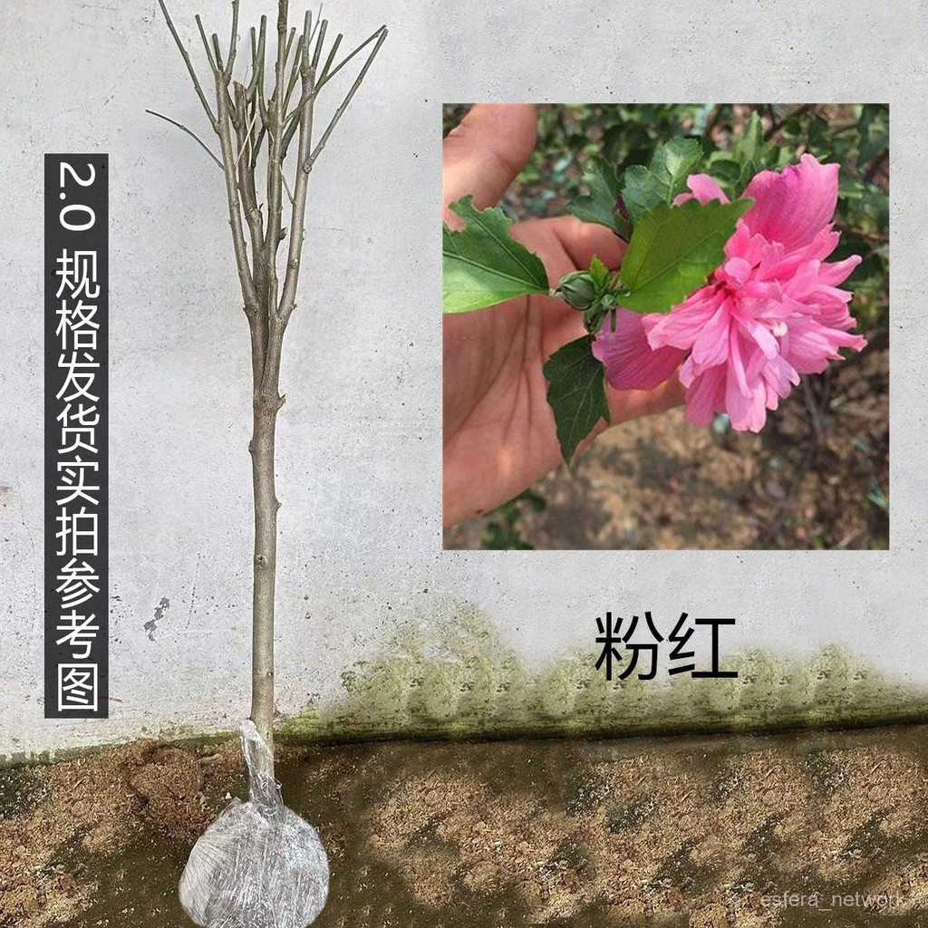 Hibiscus Flower Lollipop Single Lever Large Flower Double Petal Flower ...