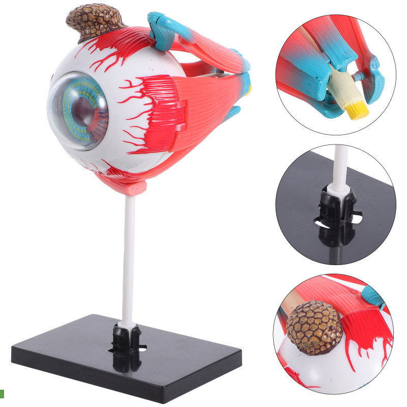 Plastic Organ Assembly Model Anatomy for Kids Realistic Body Parts ...