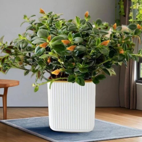 Goldfish Flower Spider Plant Goldfish Flower Potted Plant Goldfish ...