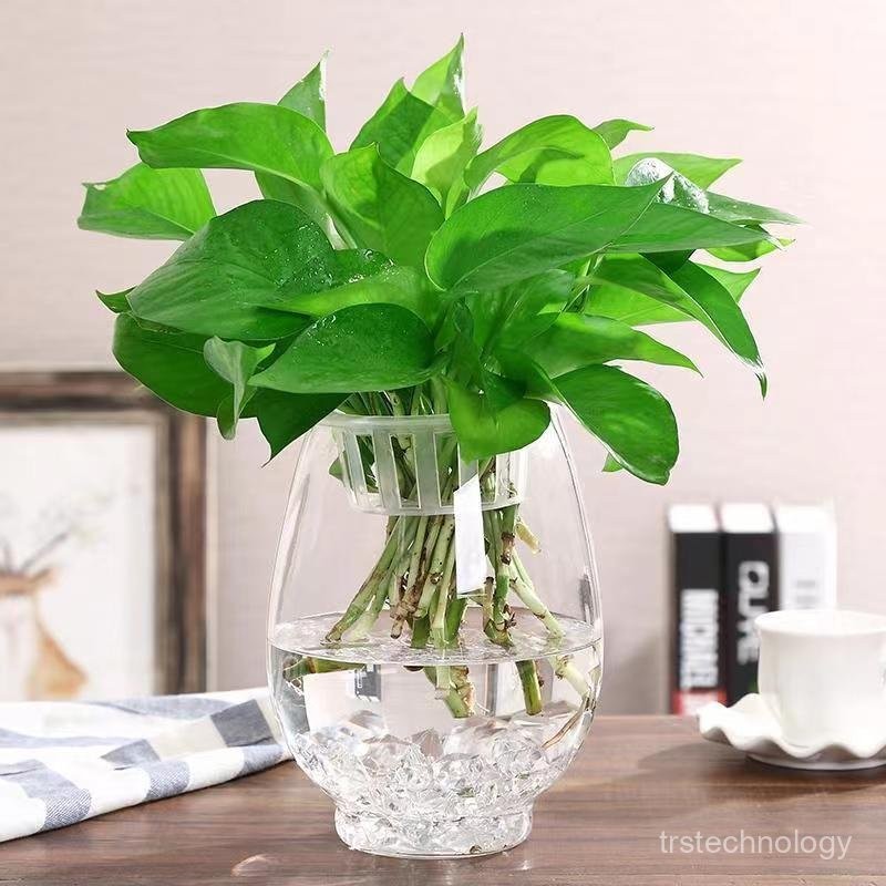 Hydroponic Plant Glass Bottle Hydroponic Scindapsus Aureus Vase ...