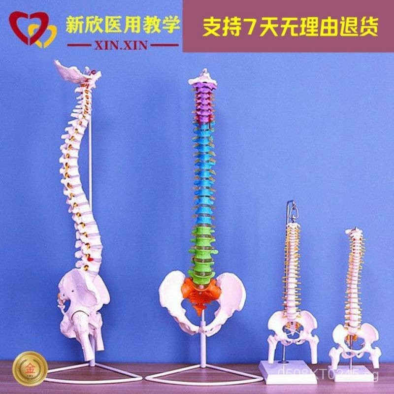 Human Spine Model Nerve Spine Medical Bone Setting Medical Skeleton ...