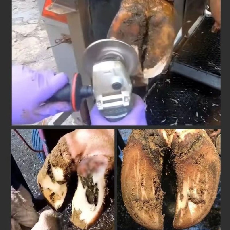 DOU Cow Cattle Hoof Trimming Cutter Livestock Sheep Foot Blade Trimmer ...
