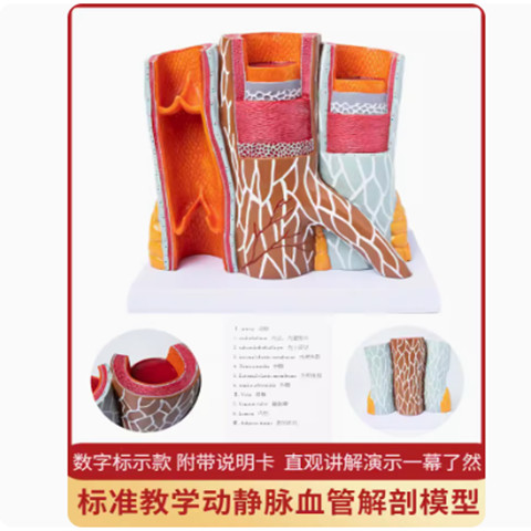 Human Arterial and Venous Blood Vessel Model Organ Anatomy Enlarged ...