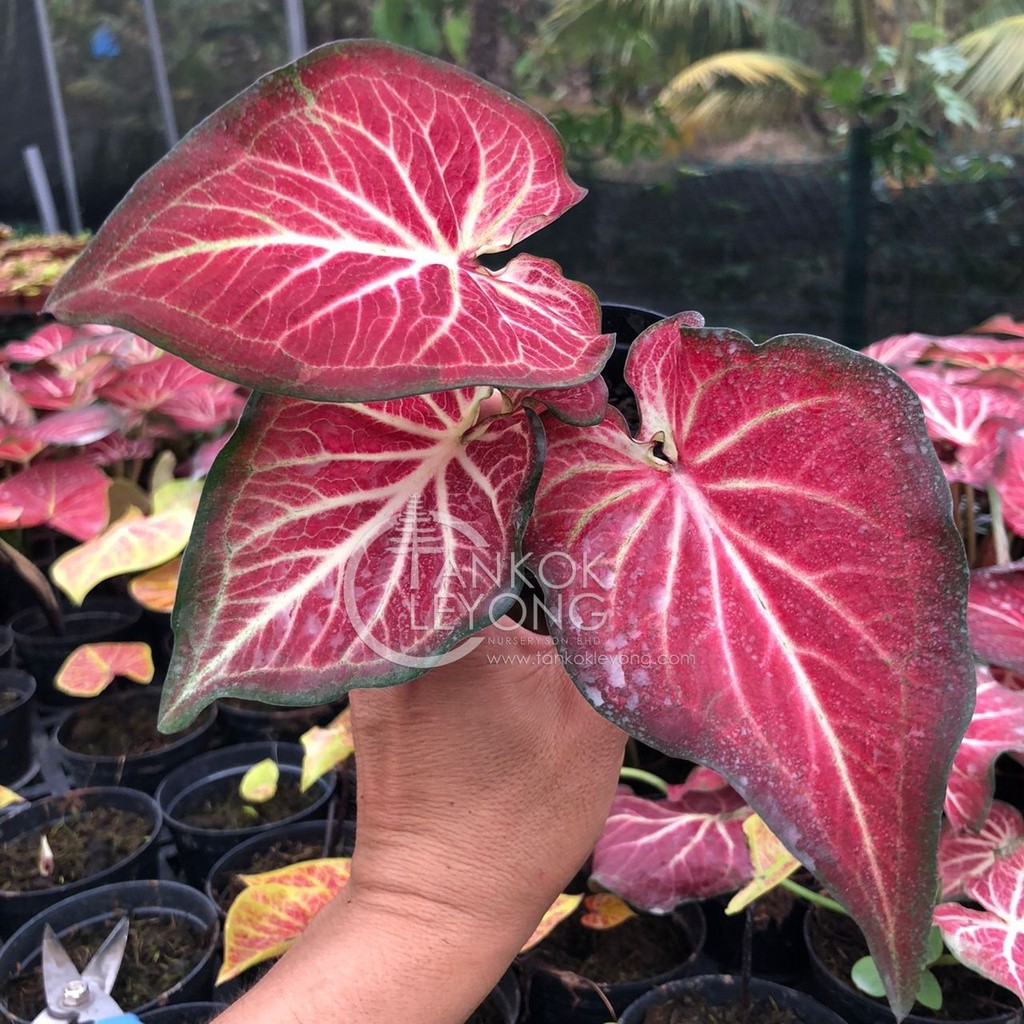 TKL - Caladium CherryTart/PinkBlush/Calypso/Leopard/Dreamland/RedVelvet ...