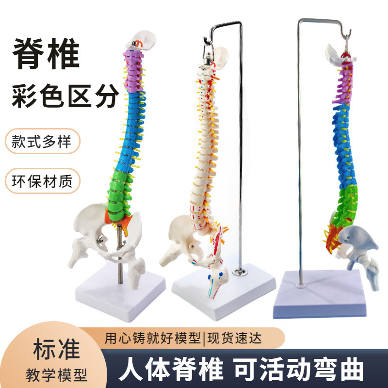 45CM Color Human Spine Model with Pelvis Femoral Tailbone Spine ...