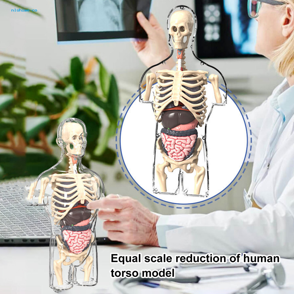 nlshime Transparent Torso Model Body Figurine Transparent Body Model ...