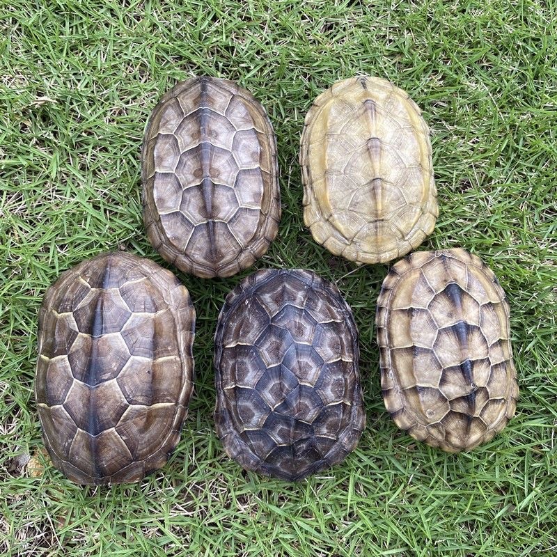 Turtle Shell Single Natural Grass Turtle Shell Flawless Odorless Scale ...