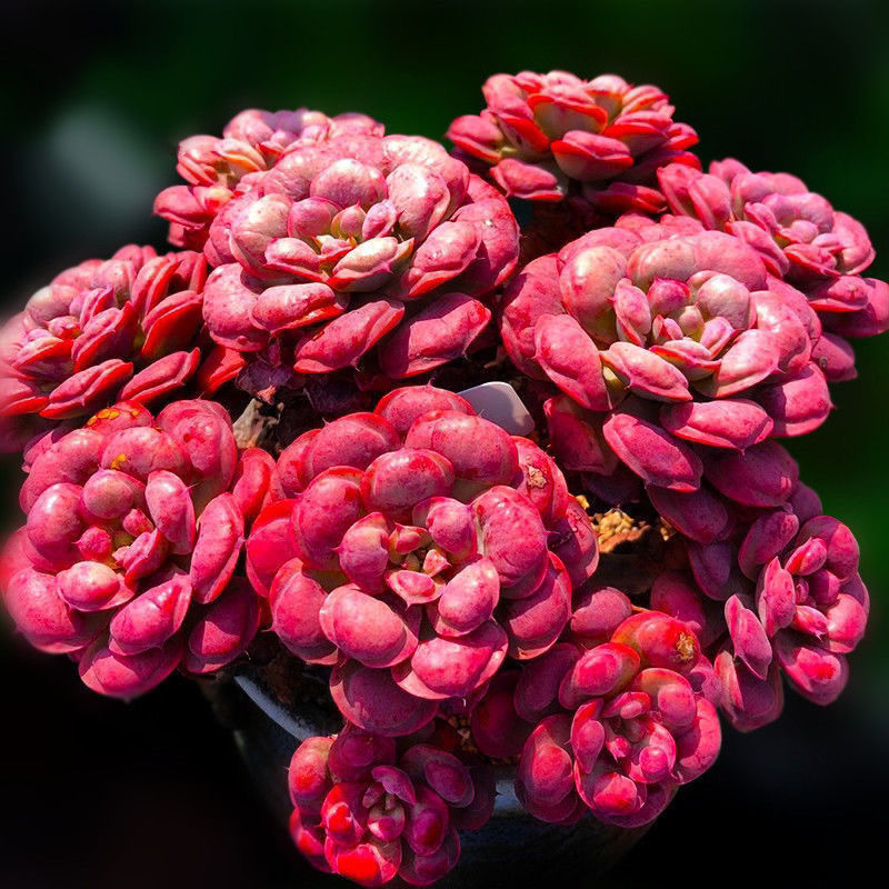 [SG-Local Delivery] Raindrop Potted Plant Multi-Head Green Plant Cliff ...