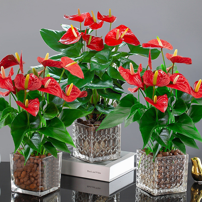 Anthurium Andraeanum Lind Spathiphyllum Potted Plant Indoor Flowers ...