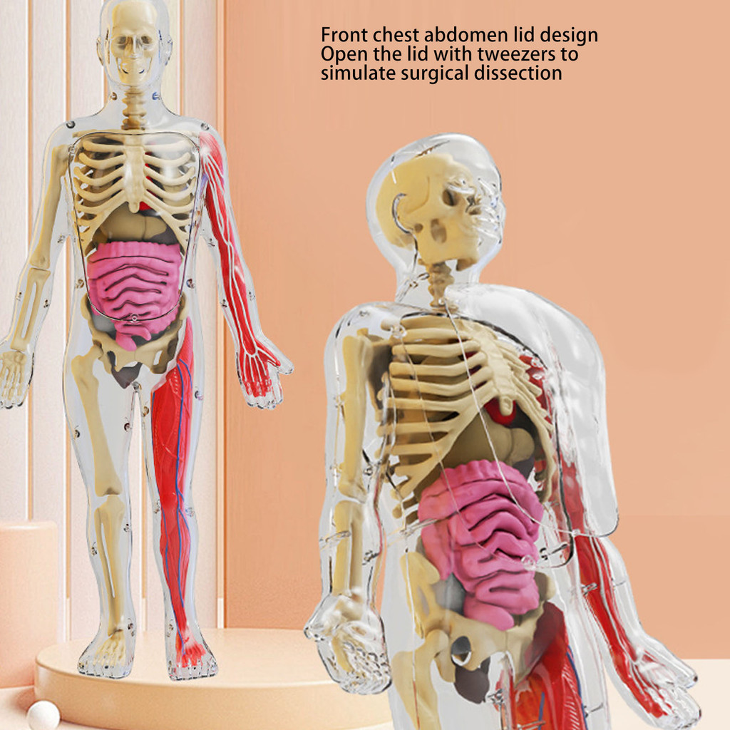 [kats] Human Body Model With Removable Organs Bones Glow In The Dark ...