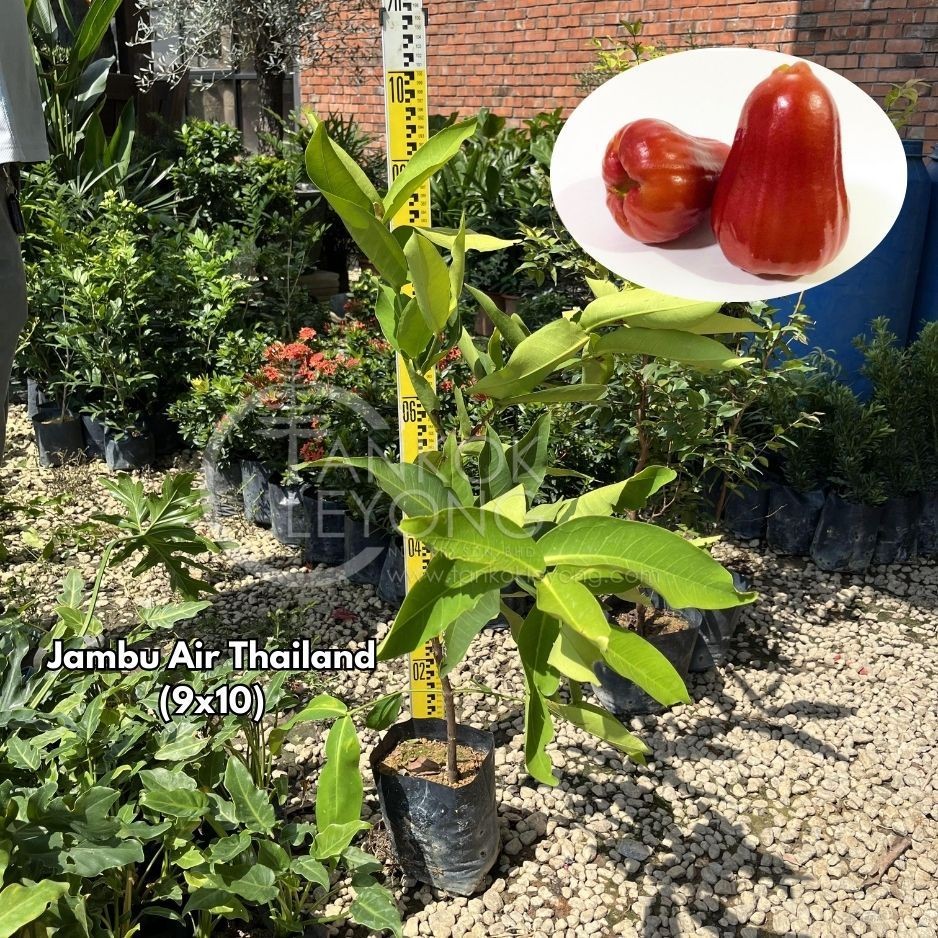 TKL - Anak Pokok Jambu Air Thailand (Polybag 9x10) 泰国水翁树苗 | Shopee ...