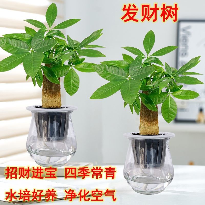 Money Tree Hydroponic Indoor Shade-Tolerant Easy-to-Grow Green Plant ...