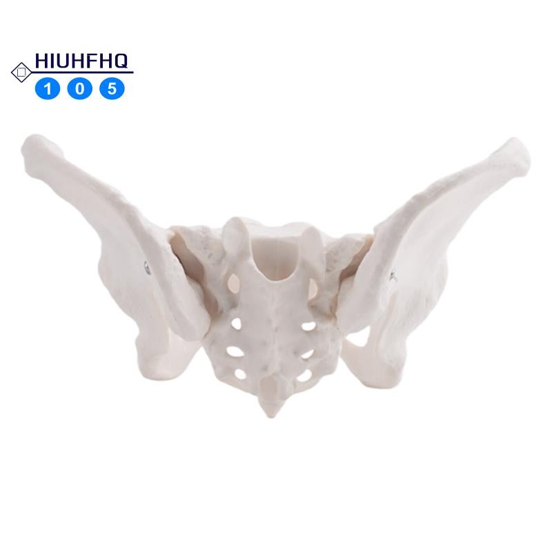 Life Size Female Pelvis Model, Hip Model - Female Anatomy Model, Hip ...