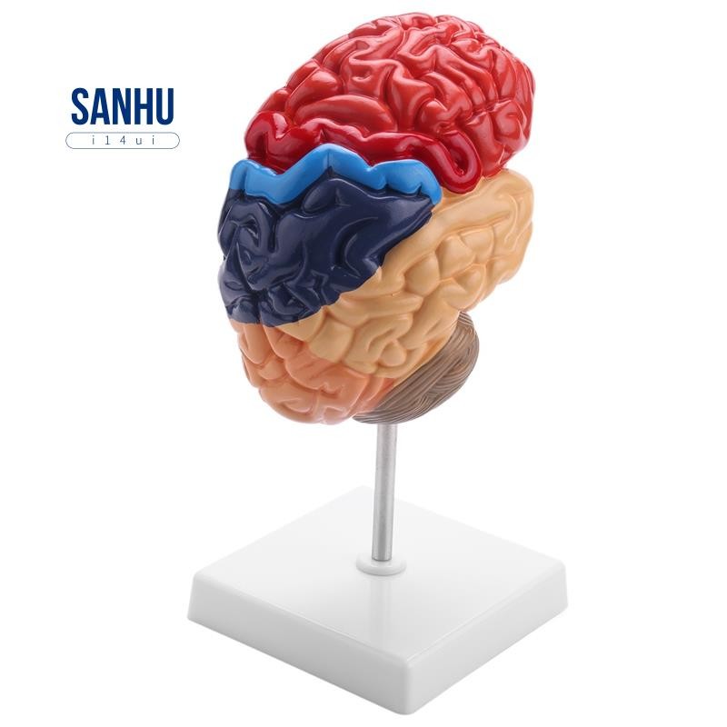 Cerebral Anatomical Model Anatomy 1:1 Half Brain Brainstem Teaching Lab ...