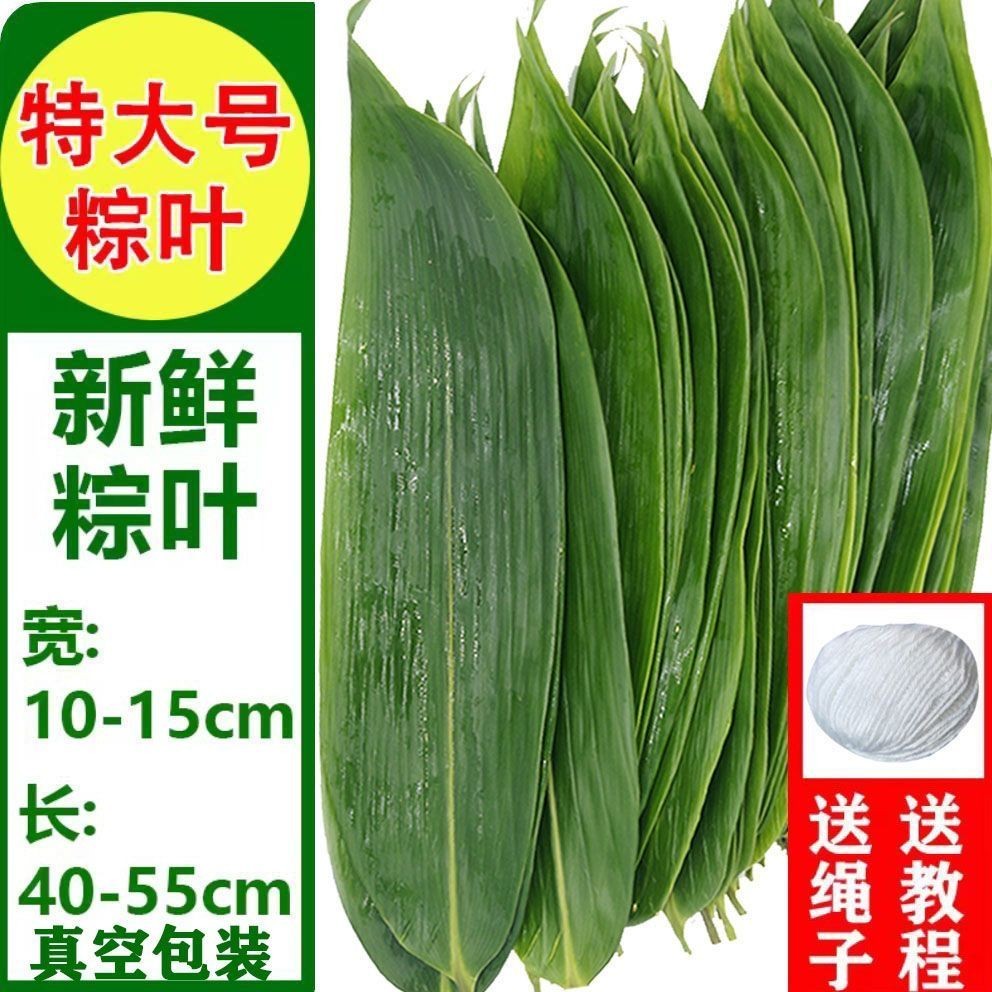 Extra large rice dumpling leaves wide rice dumpling leaves f特大粽叶宽粽子叶新鲜大 ...