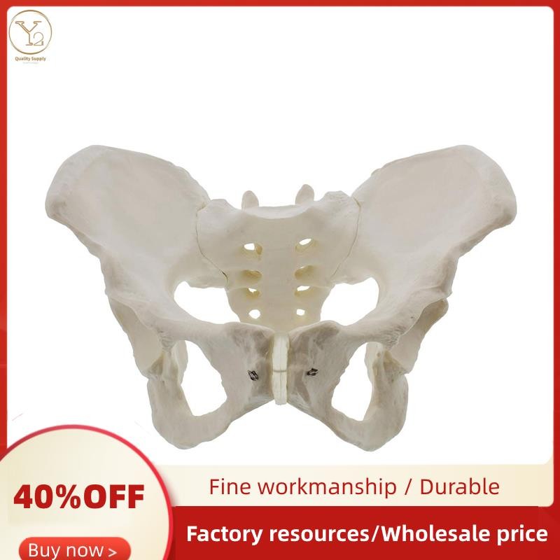 Life Size Female Pelvis Model, Hip Model - Female Anatomy Model, Hip ...
