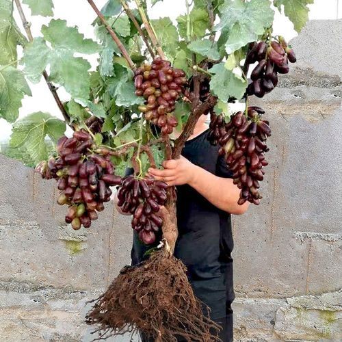 Grape Tree Sunshine Rose Sapphire Pot Sunny King Climbing Vine South ...