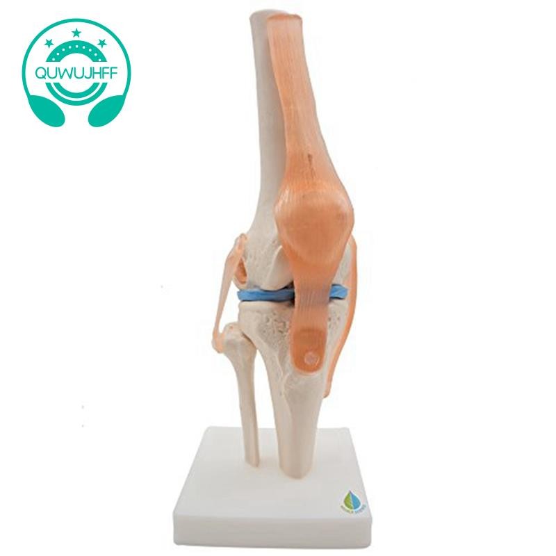 Anatomical Knee Joint Skeleton Model Human Knee Joint Teaching Model ...