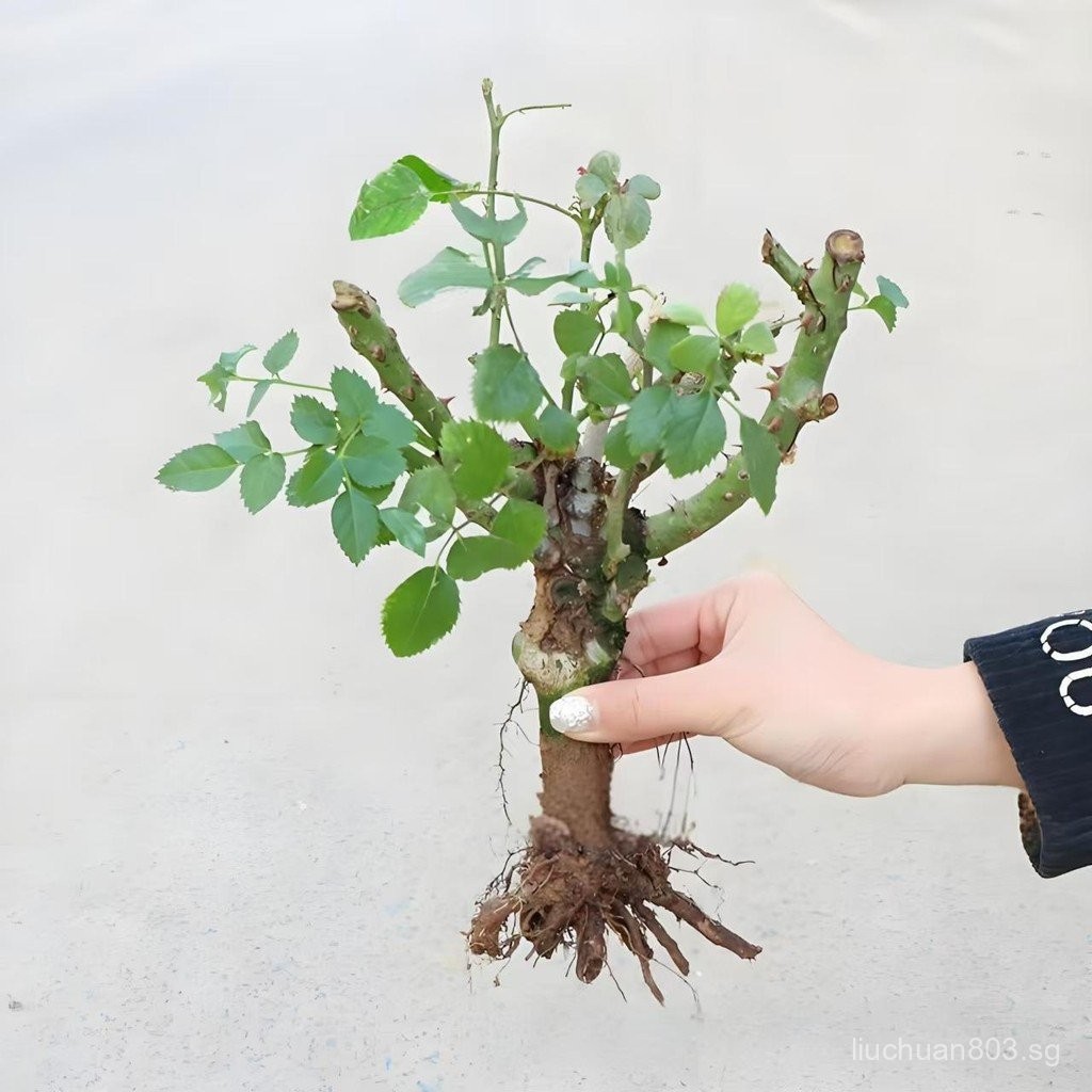 clearance saleRose Seedlings Potted Plants Large Flower Green Plants ...