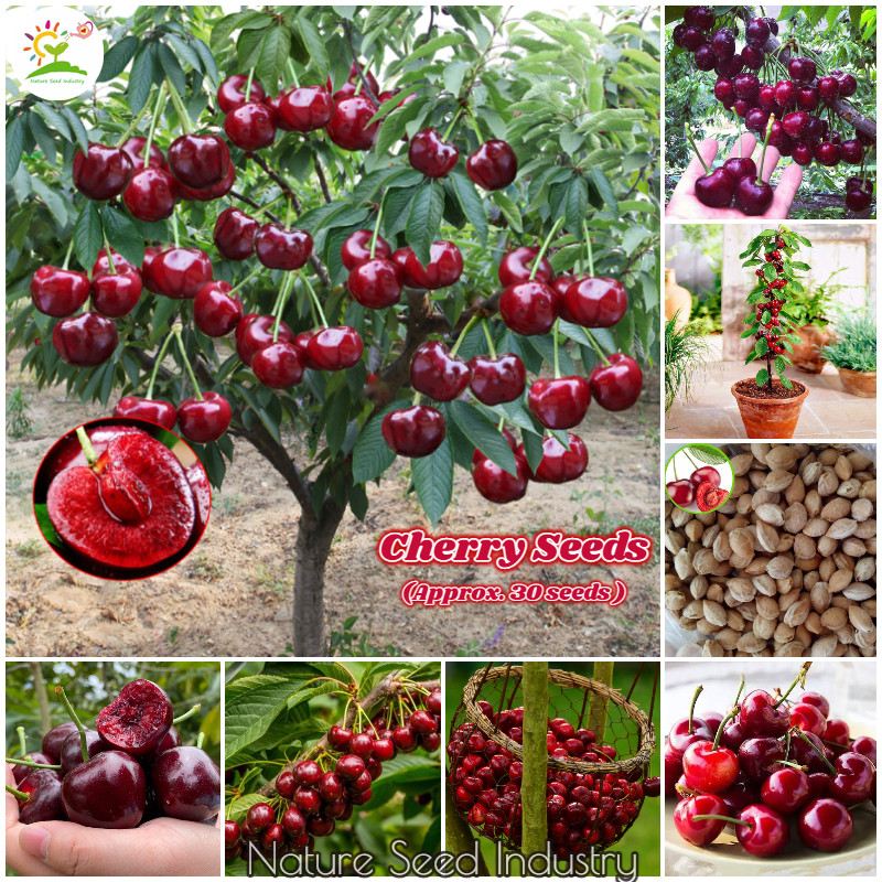 Sweet Cherry Seeds Fruit Seeds for Planting Growing Fresh Cherries (30 ...