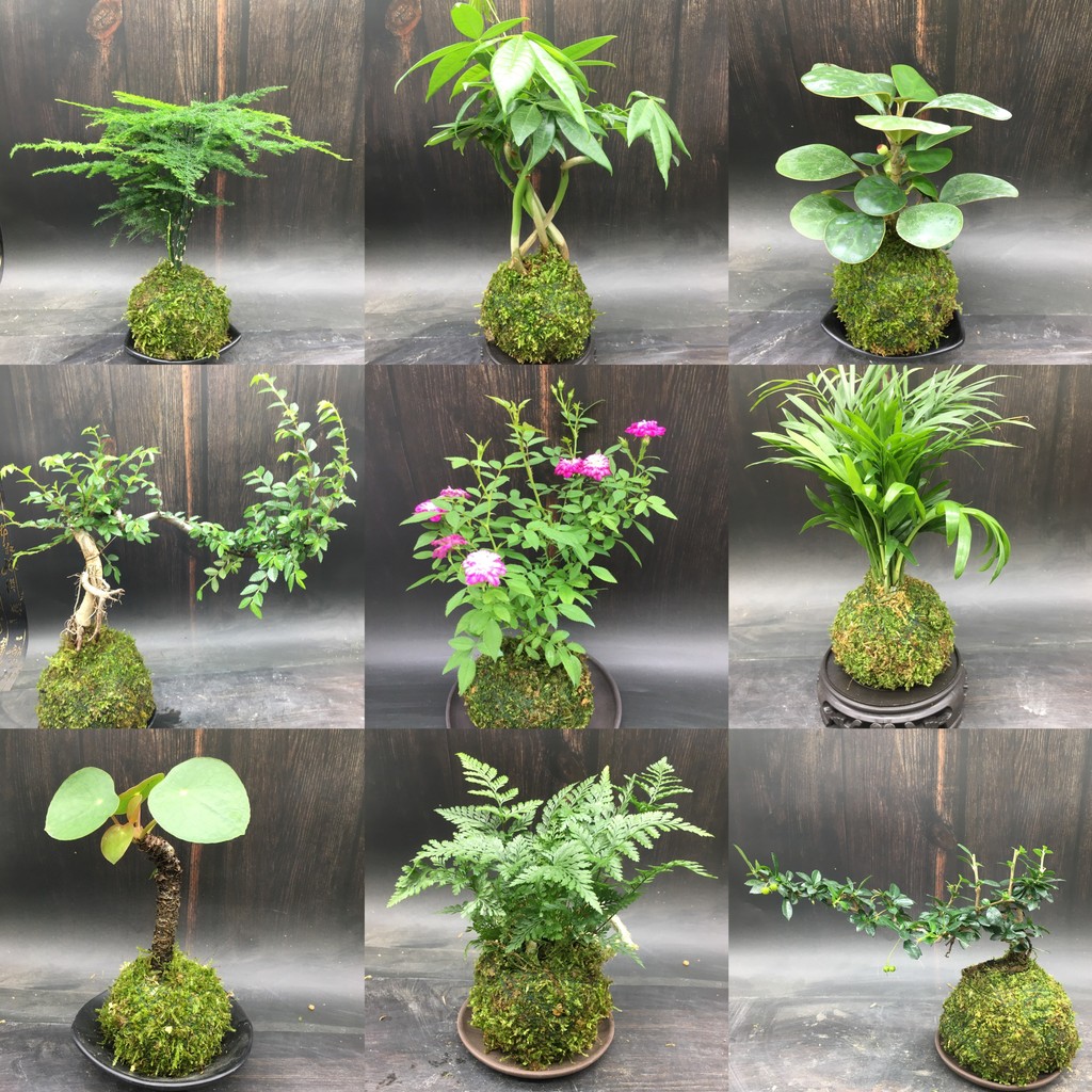 Moss Ball Hydroponic Plant Bonsai Ferns Rice Bamboo Asparagus Ferns ...