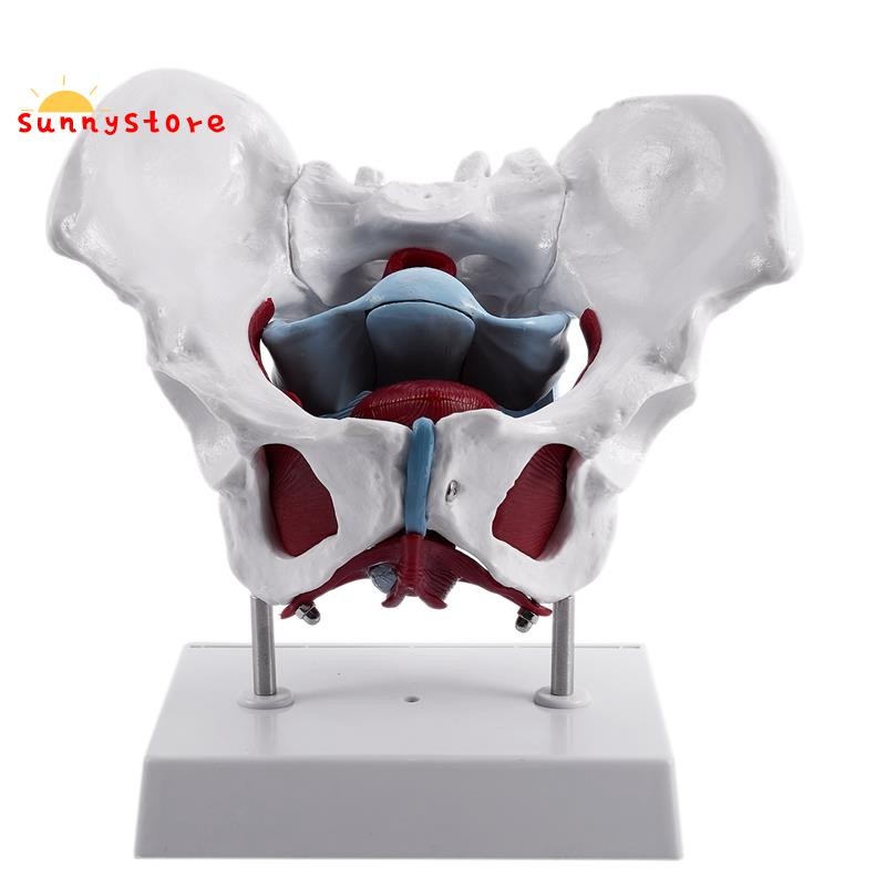 Female Pelvis and Reproductive Organs Model Female Bladder Pelvic Floor ...