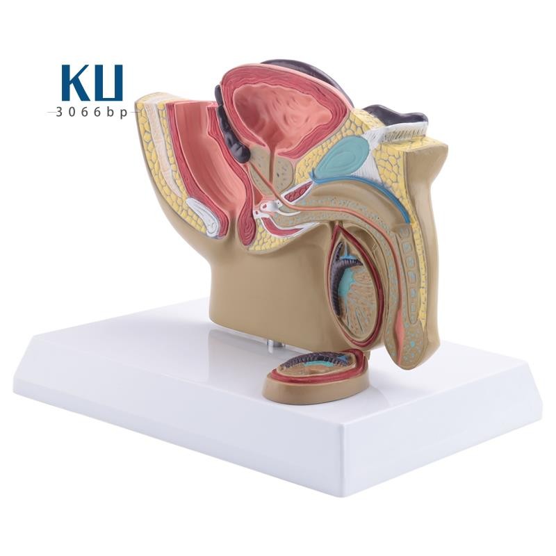 1:2 Male Pelvic Sagittal Section Testicular Prostate Bladder Rectal ...