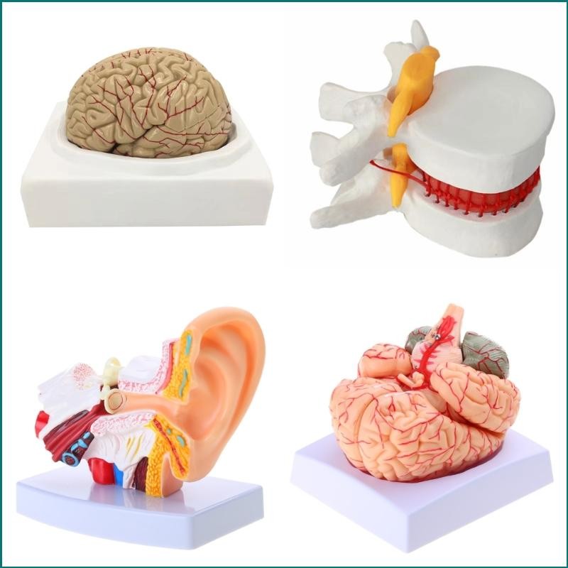 KOK Human Brain Model Anatomically Accurate Brain Model 8-Part Human ...