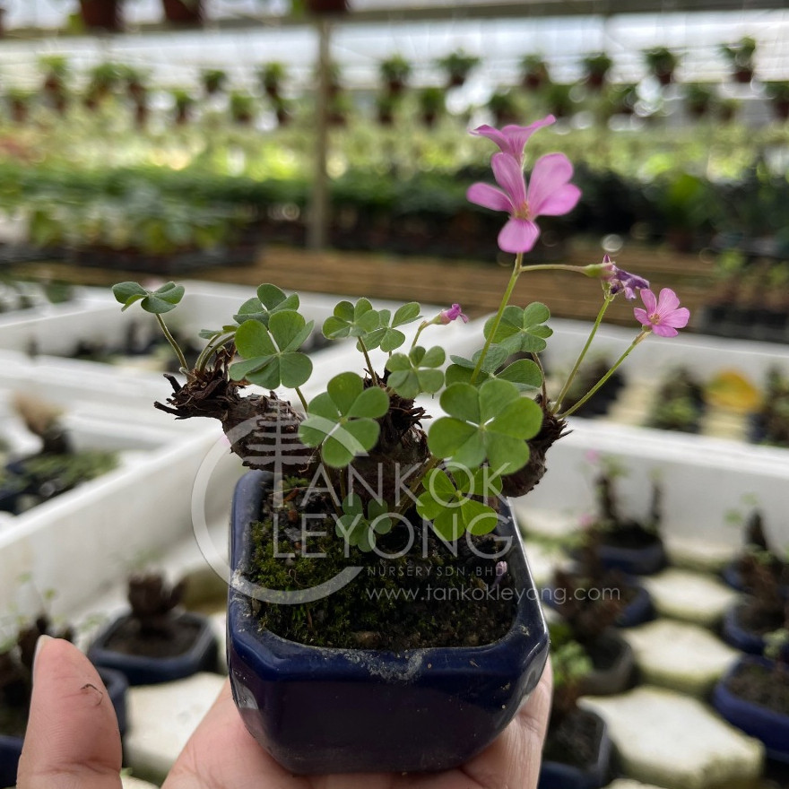 TKL - Mini Four-Leaf Clover with Ceramic Pot 精品混装陶瓷四叶草/幸运草 | Shopee ...